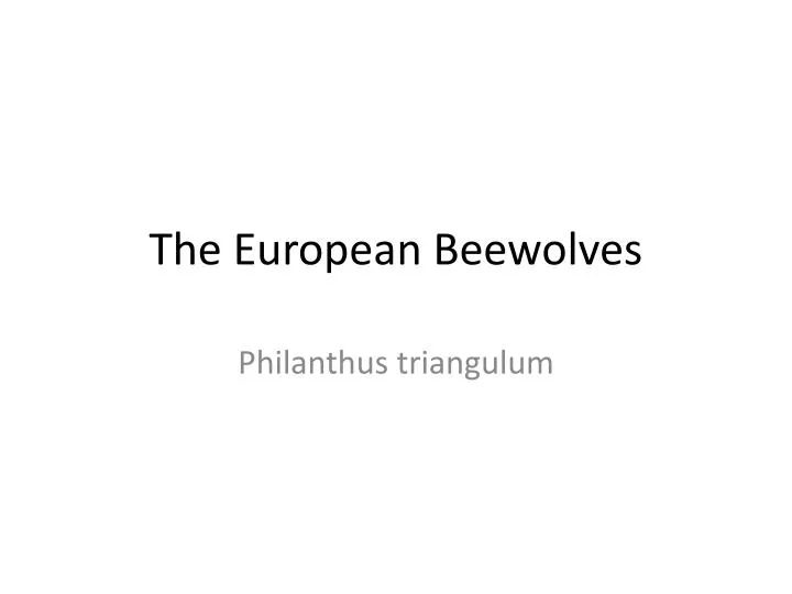 PPT - The European Beewolves PowerPoint Presentation, free download ...