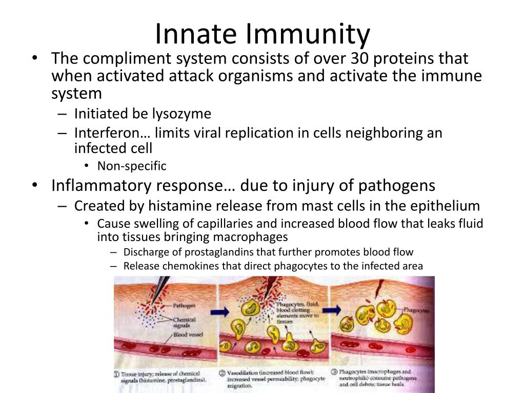 PPT - Innate Immunity PowerPoint Presentation, free download - ID:2742393 PPT - Innate Immunity PowerPoint Presentation, free download - ID:2742393