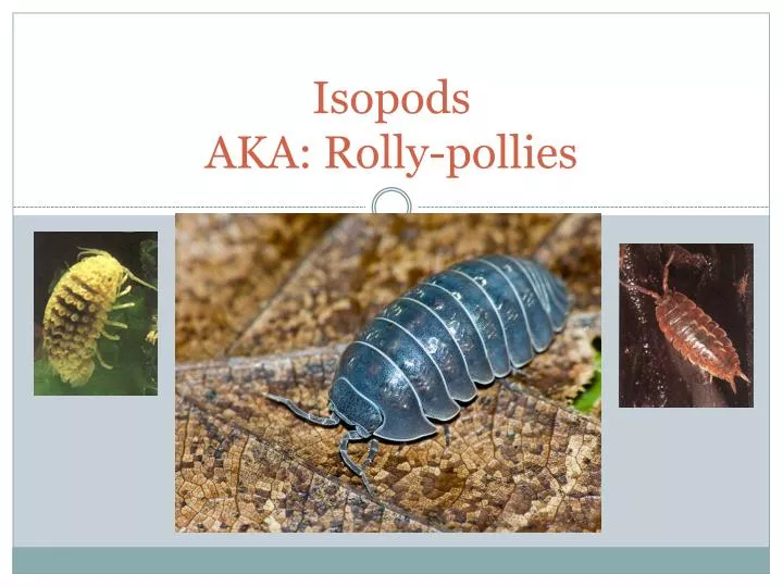 PPT - Isopods AKA: Rolly-pollies PowerPoint Presentation, free download ...