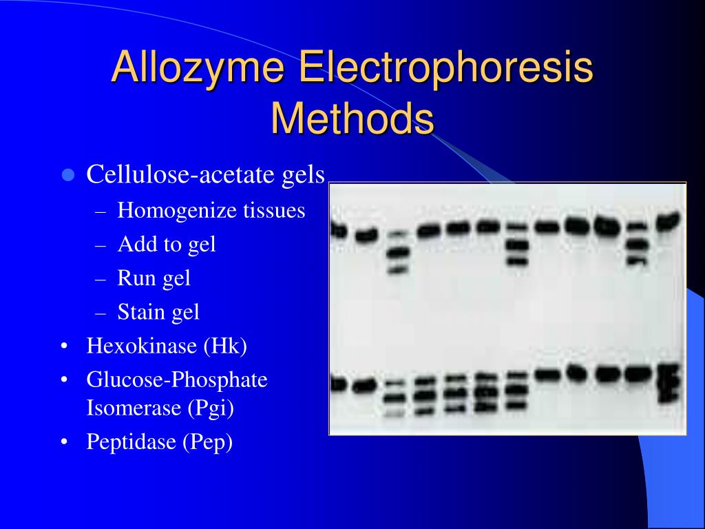 PPT - Population genetics of Liothyrella neozelanica in Breaksea Sound ...