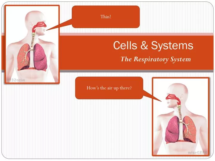 PPT - Cells & Systems PowerPoint Presentation, free download - ID:2742587