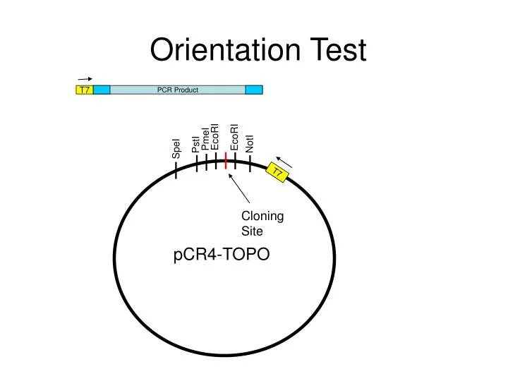 PPT - Orientation Test PowerPoint Presentation, free download - ID:2742714