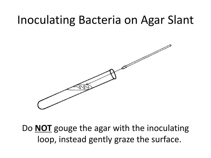 PPT - Lab 1: Aseptic Technique and Isolation of Bacteria PowerPoint ...