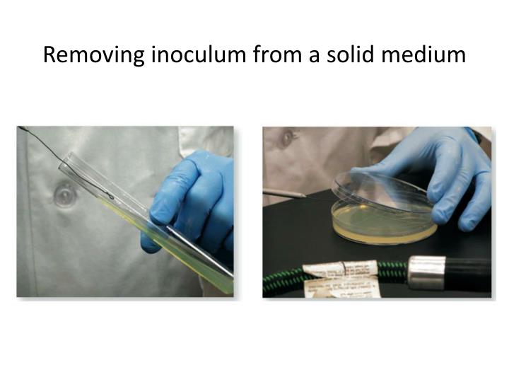 PPT - Lab 1: Aseptic Technique and Isolation of Bacteria PowerPoint ...