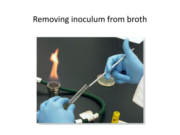 PPT - Lab 1: Aseptic Technique and Isolation of Bacteria PowerPoint ...