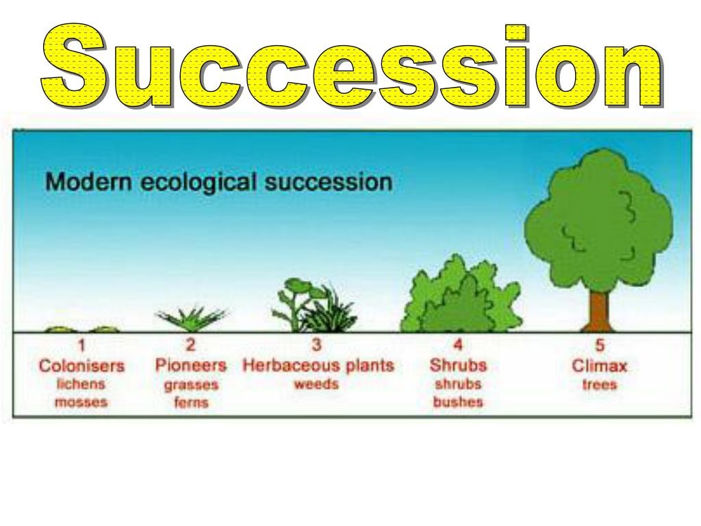 Primary Succession Primary Succession