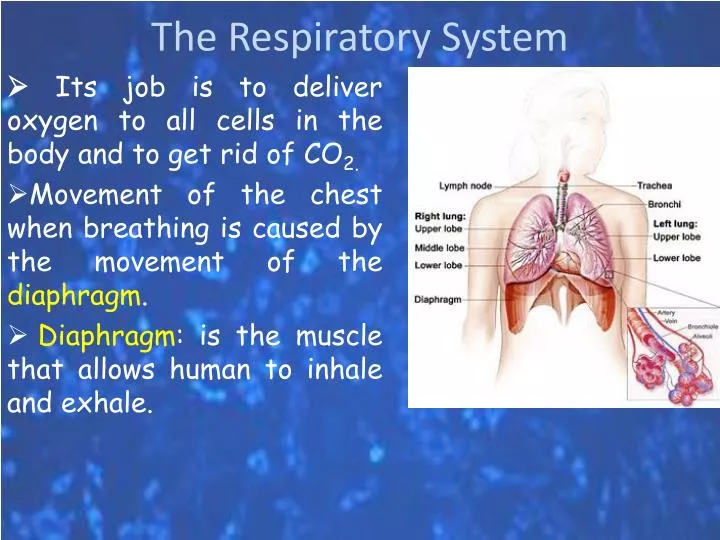 PPT - The Respiratory System PowerPoint Presentation, free download ...