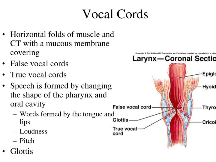 PPT - The Respiratory System PowerPoint Presentation - ID:2743070