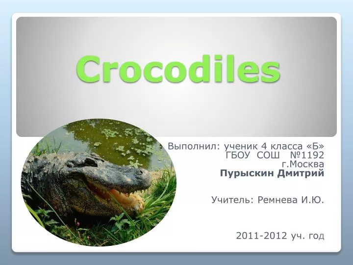 Ppt Crocodiles Powerpoint Presentation Free Download Id 2743102