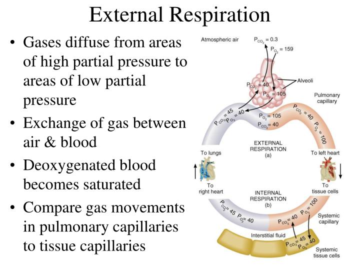 PPT - The Respiratory System PowerPoint Presentation - ID:2743623