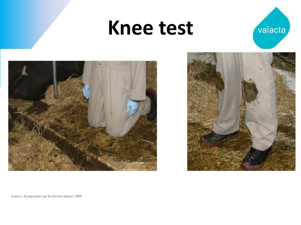 PPT - F actors influencing cow comfort PowerPoint Presentation, free ...