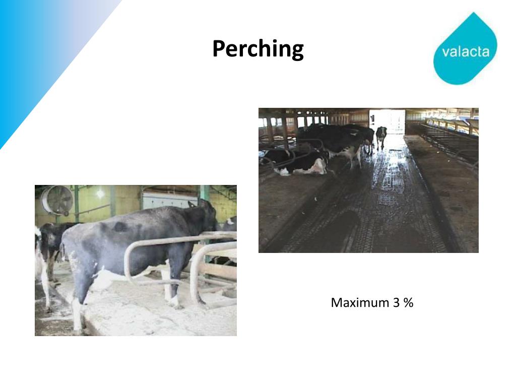 PPT - F actors influencing cow comfort PowerPoint Presentation, free ...