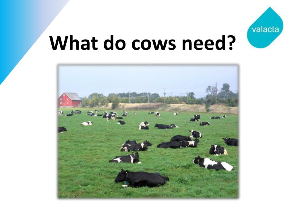 PPT - F actors influencing cow comfort PowerPoint Presentation, free ...
