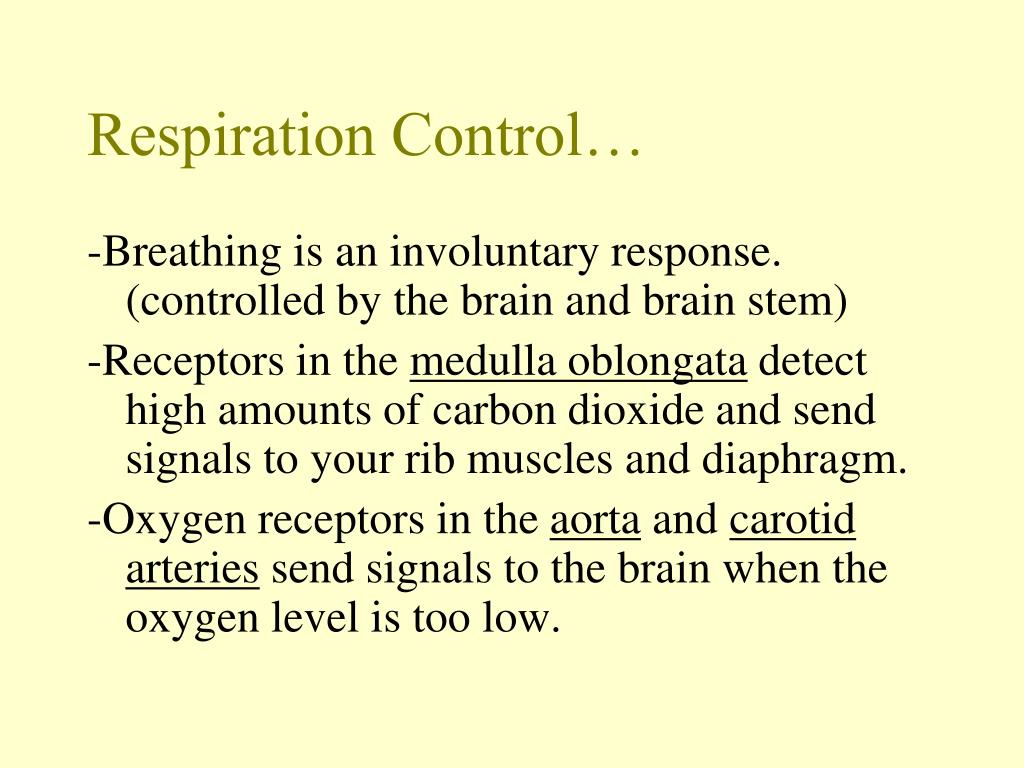 PPT - The Respiratory System PowerPoint Presentation, free download ...