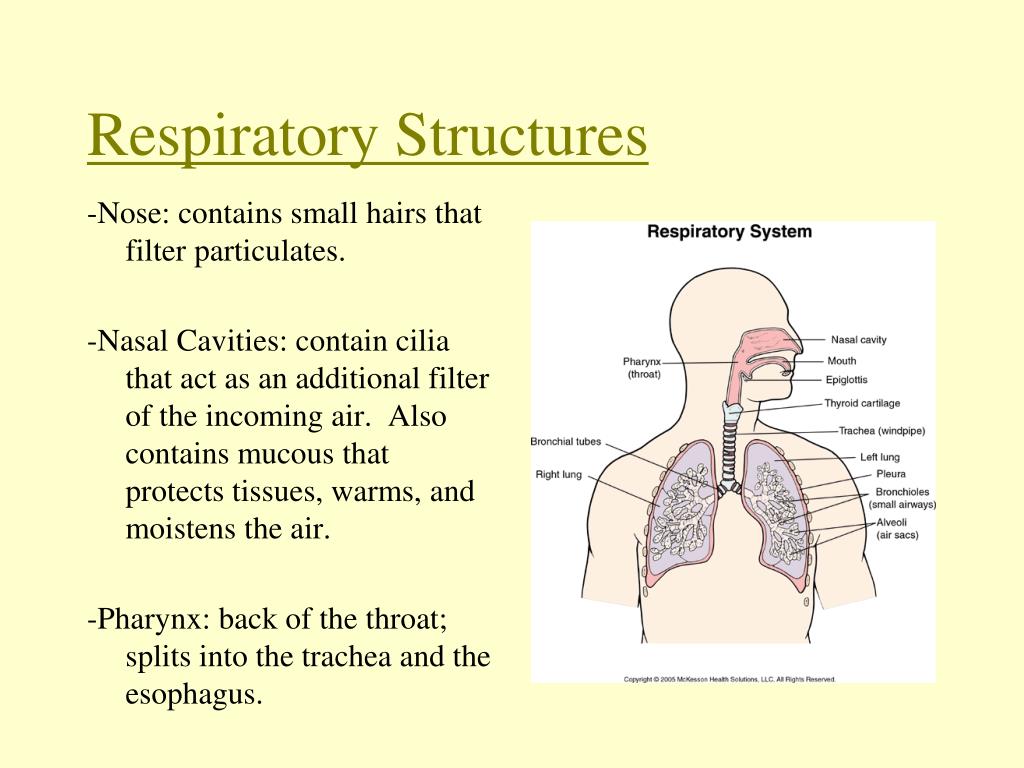 PPT - The Respiratory System PowerPoint Presentation, free download ...