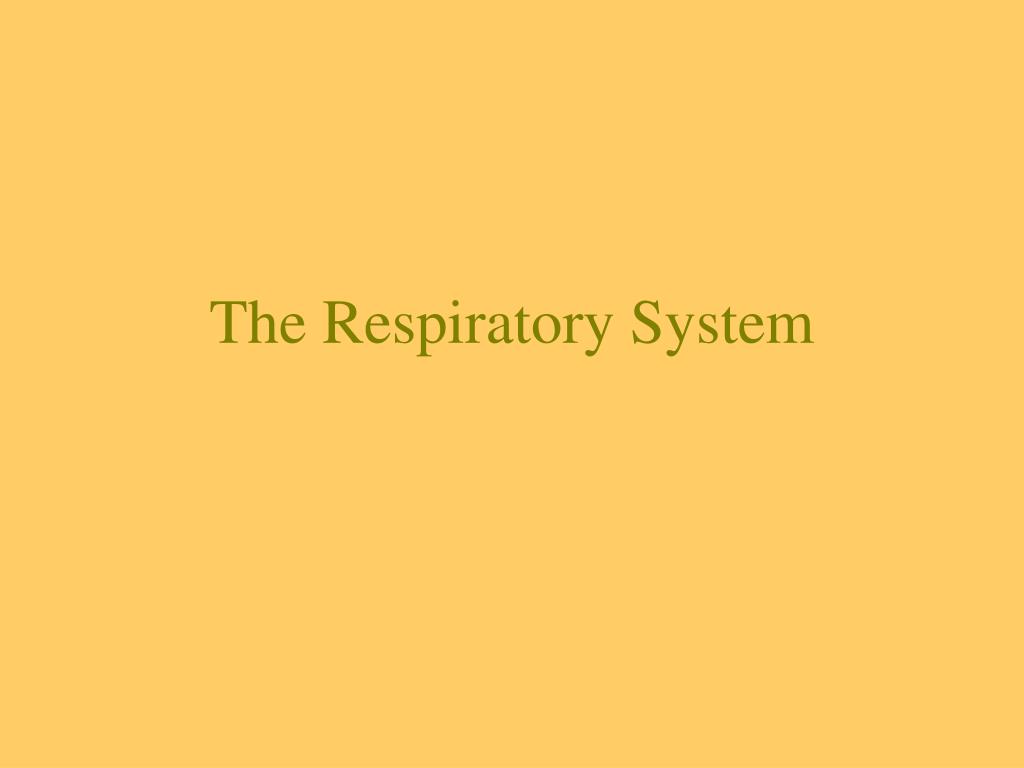 PPT - The Respiratory System PowerPoint Presentation, free download ...
