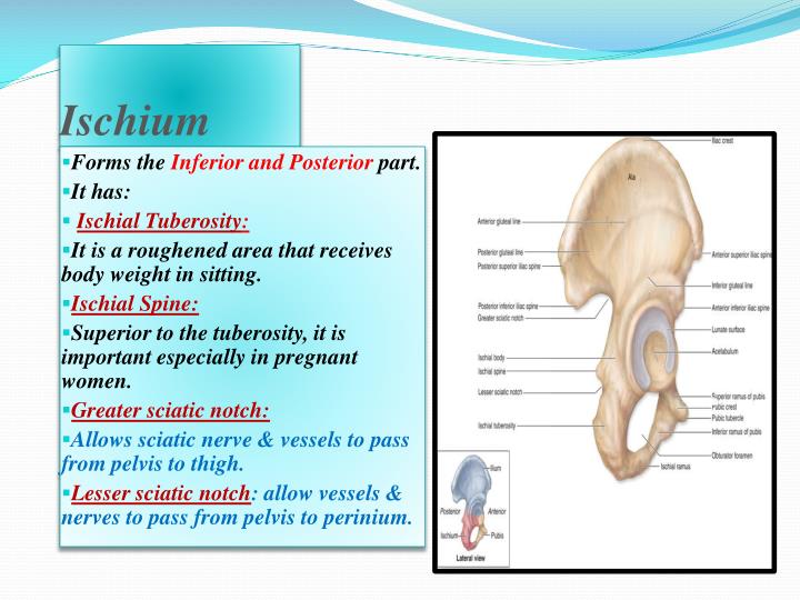 PPT - PELVIS & SACRUM PowerPoint Presentation - ID:2744161