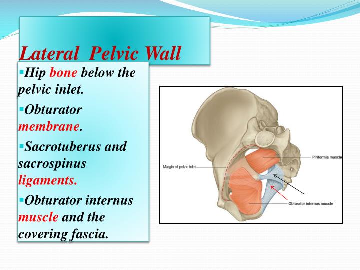 PPT - PELVIS & SACRUM PowerPoint Presentation - ID:2744161