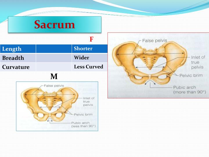PPT - PELVIS & SACRUM PowerPoint Presentation - ID:2744161
