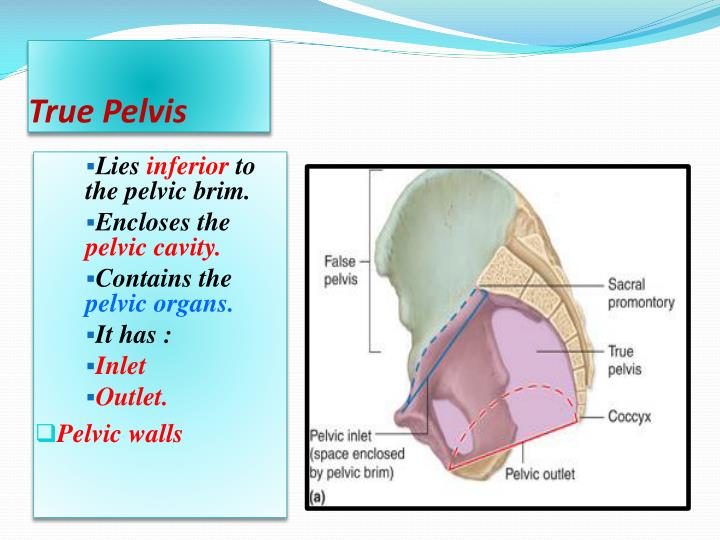 PPT - PELVIS & SACRUM PowerPoint Presentation - ID:2744161