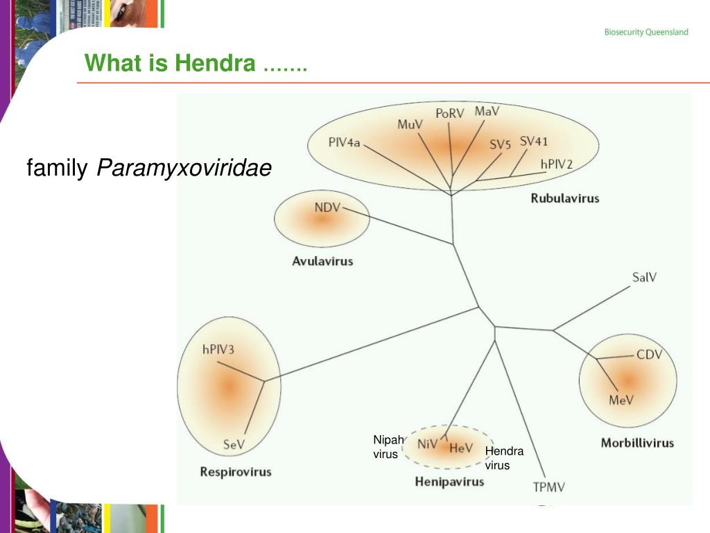 PPT - Living with Hendra virus, a recently emerged infectious disease ...
