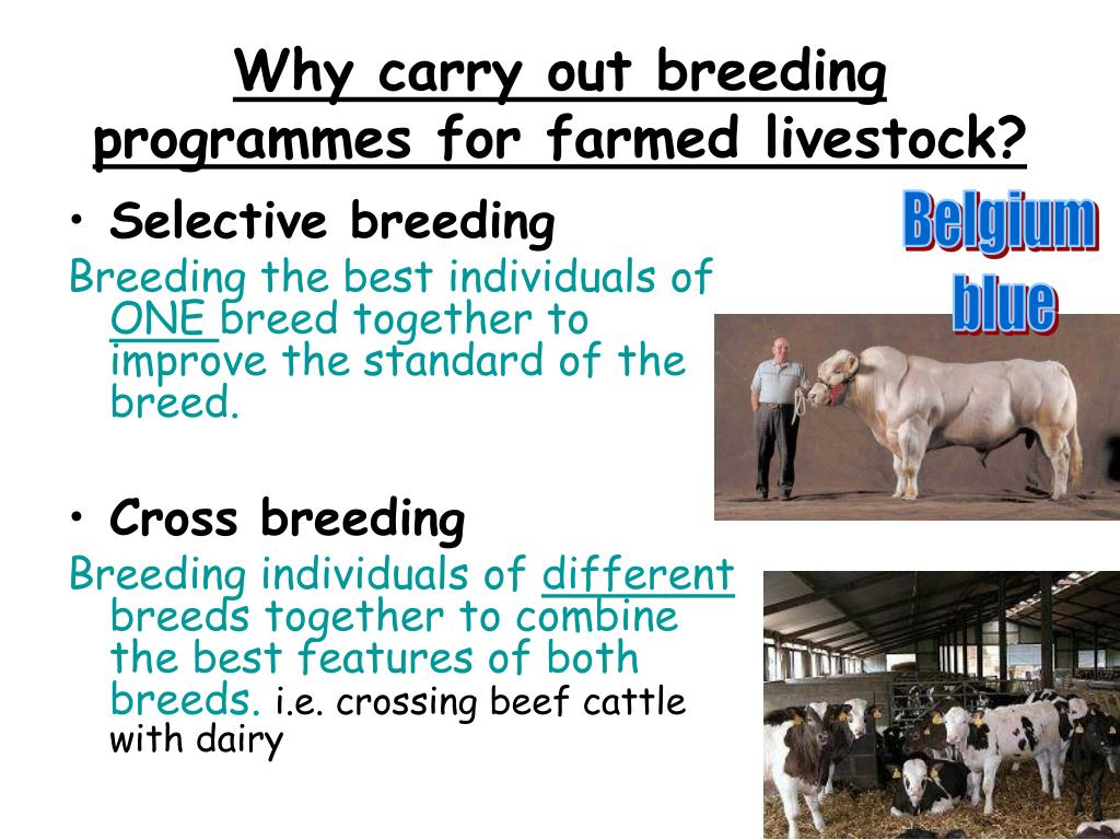 Ppt Livestock Breeding Powerpoint Presentation Free Download Id