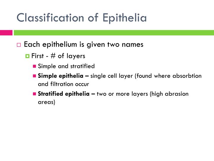 PPT - Tissue PowerPoint Presentation - ID:2745944