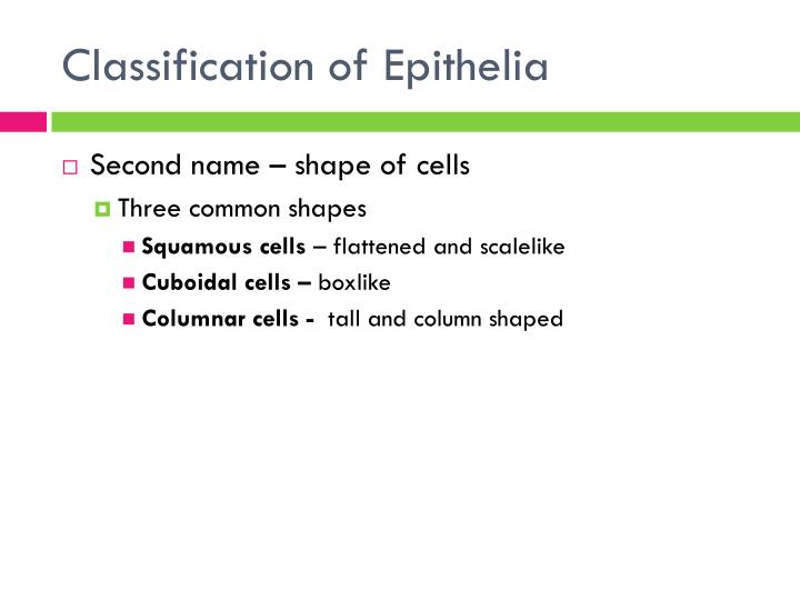 PPT - Tissue PowerPoint Presentation - ID:2745944