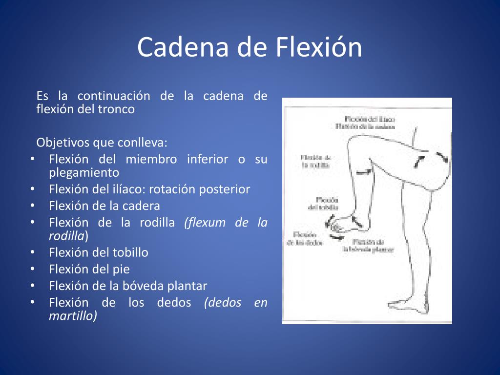 PPT - Cadenas Musculares de los Miembros Inferiores PowerPoint ...