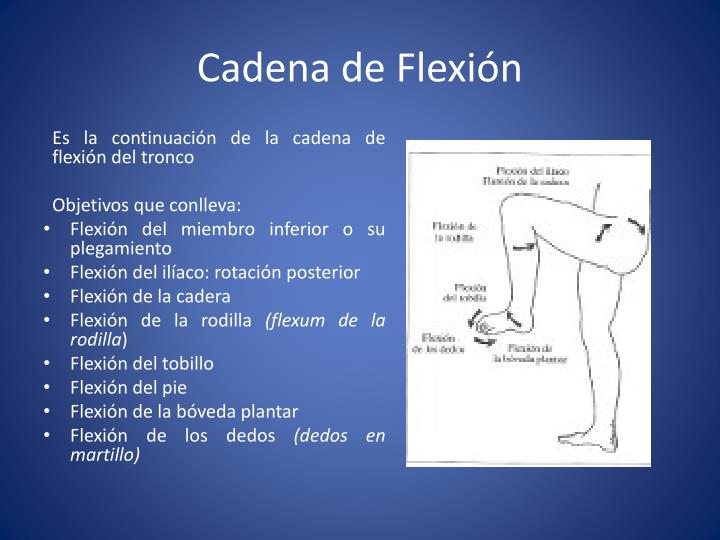 PPT - Cadenas Musculares de los Miembros Inferiores PowerPoint ...