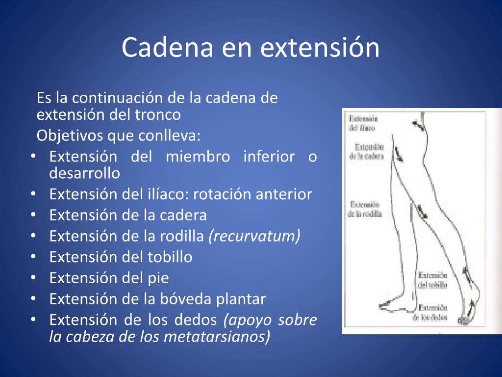 PPT - Cadenas Musculares de los Miembros Inferiores PowerPoint ...