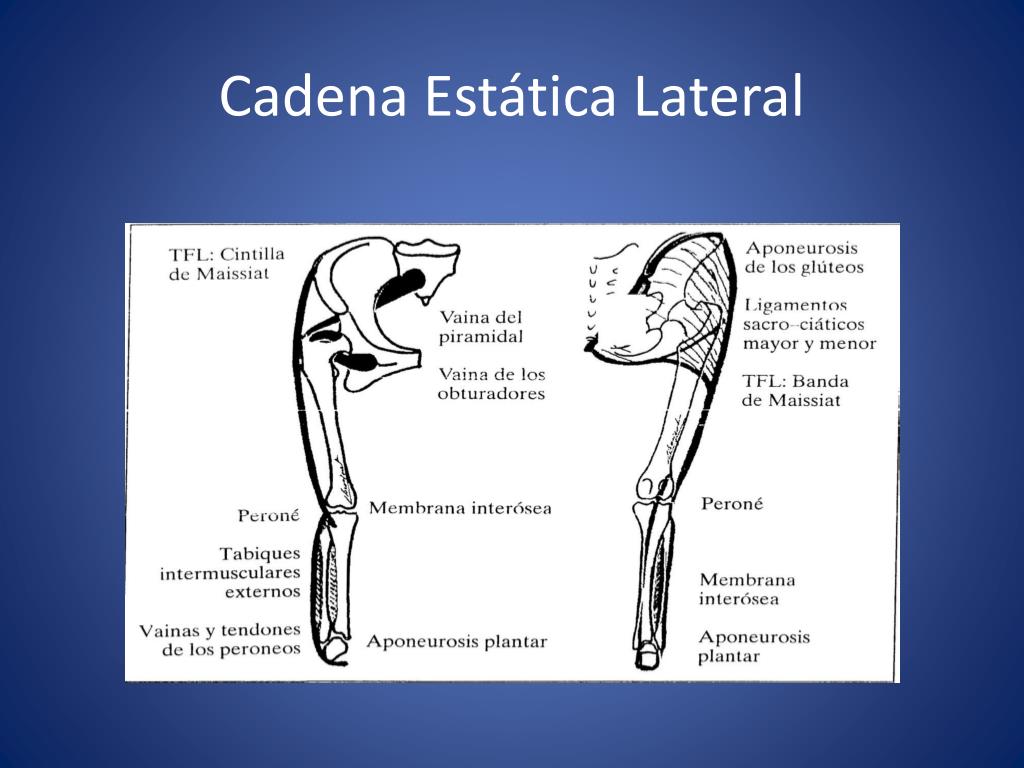 PPT - Cadenas Musculares de los Miembros Inferiores PowerPoint ...