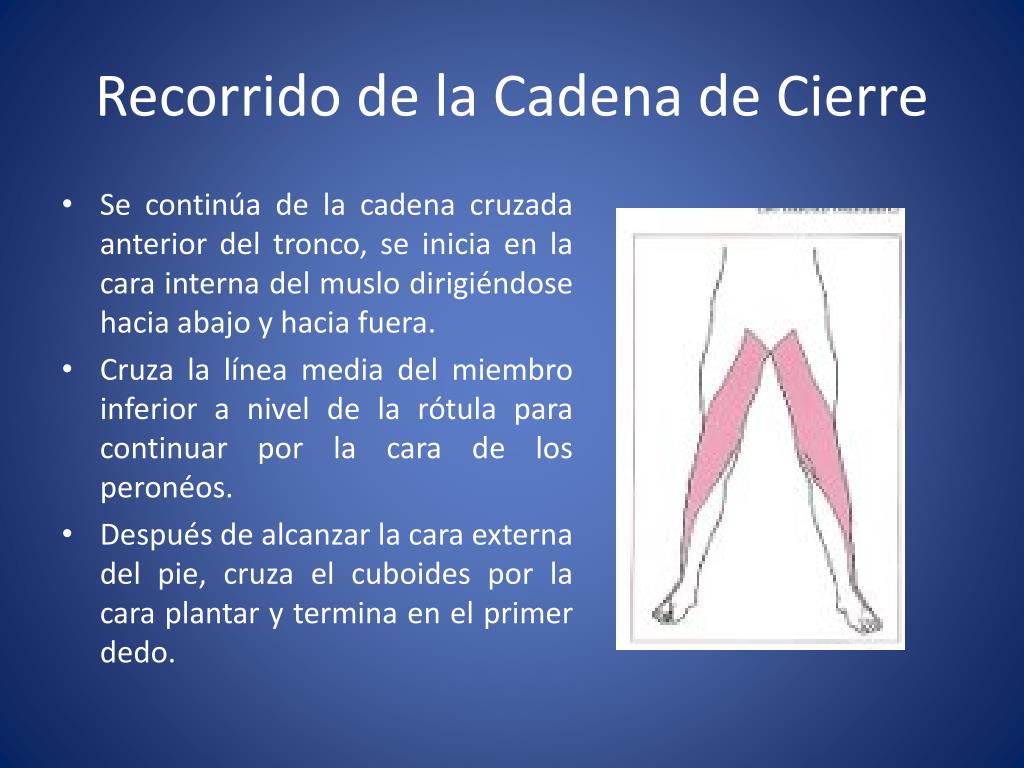 PPT - Cadenas Musculares de los Miembros Inferiores PowerPoint ...