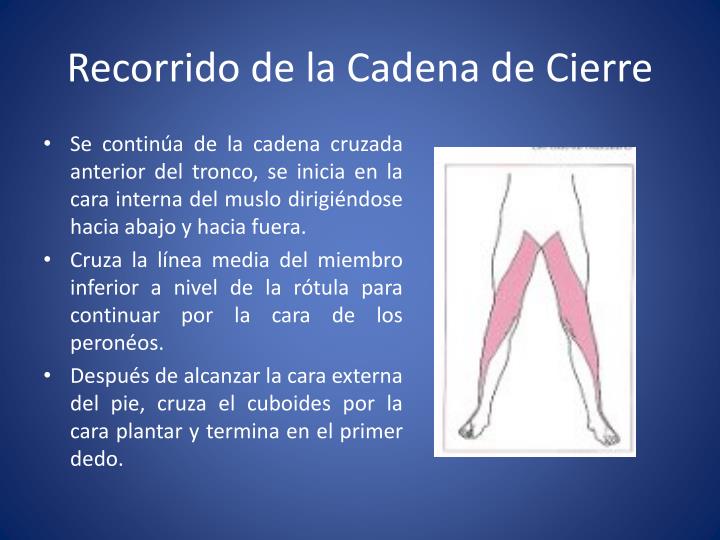 PPT - Cadenas Musculares de los Miembros Inferiores PowerPoint ...