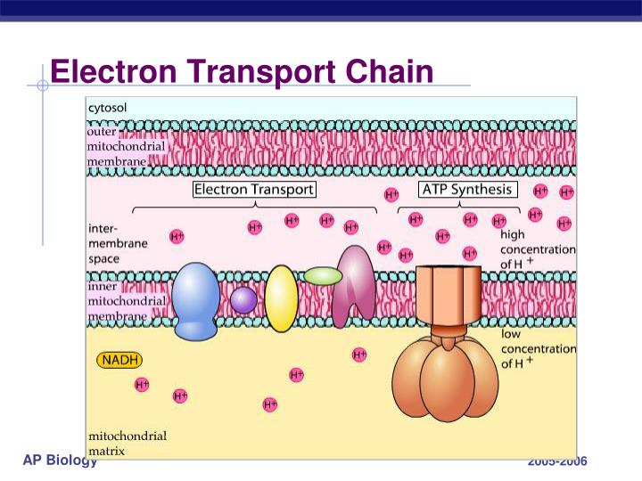 PPT - Cellular Respiration Electron Transport Chain PowerPoint ...