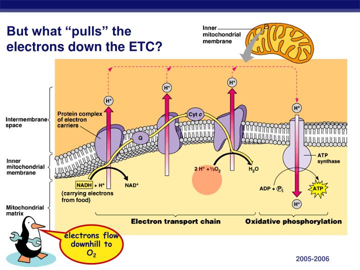 PPT - Cellular Respiration Electron Transport Chain PowerPoint ...