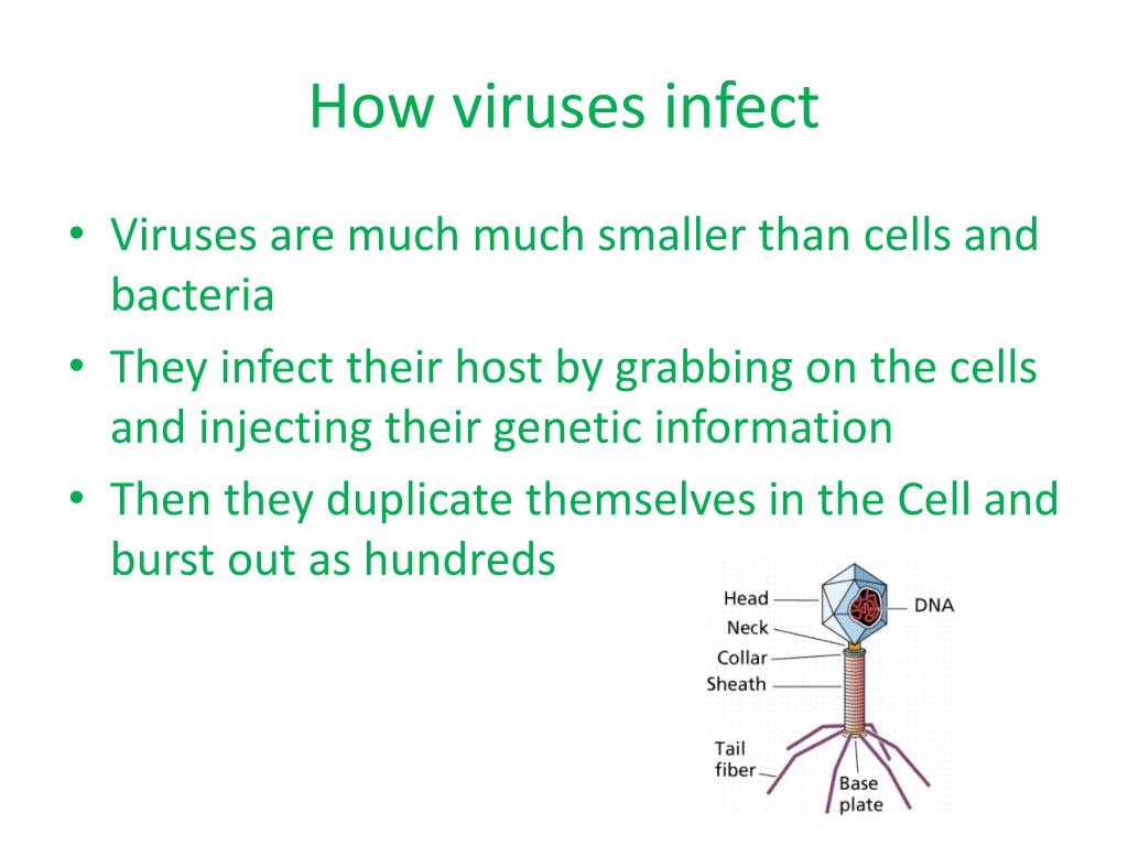 PPT - Aim: How does a virus infect your body. How does a bacteria ...
