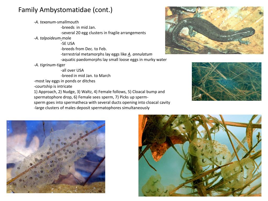 PPT - Family Ambystomatidae PowerPoint Presentation, free download - ID ...