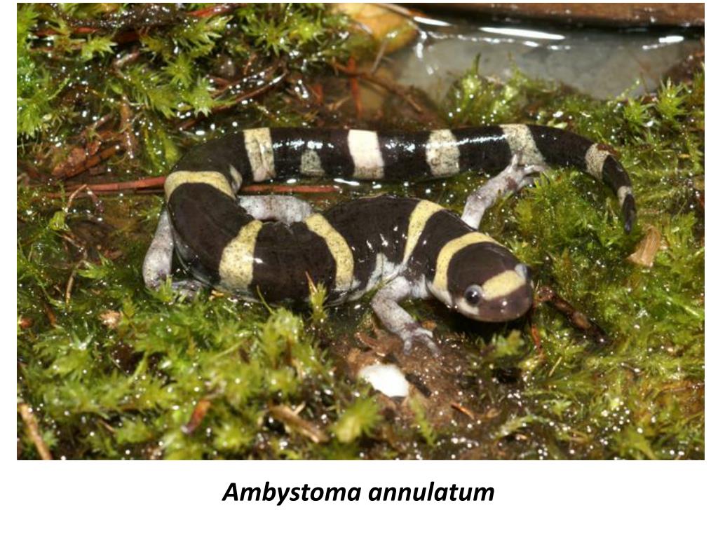 PPT - Family Ambystomatidae PowerPoint Presentation, free download - ID ...