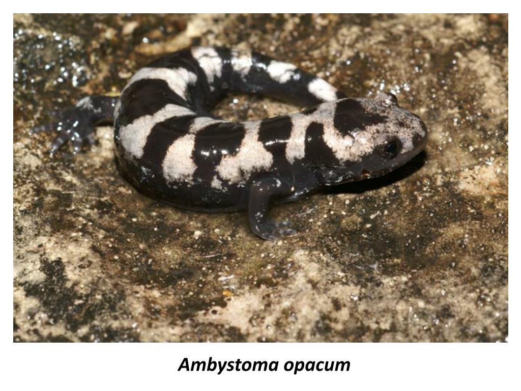 PPT - Family Ambystomatidae PowerPoint Presentation, free download - ID ...