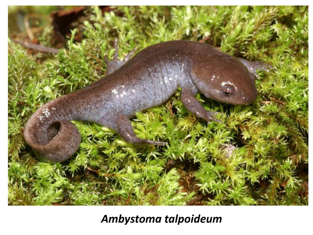 PPT - Family Ambystomatidae PowerPoint Presentation, free download - ID ...