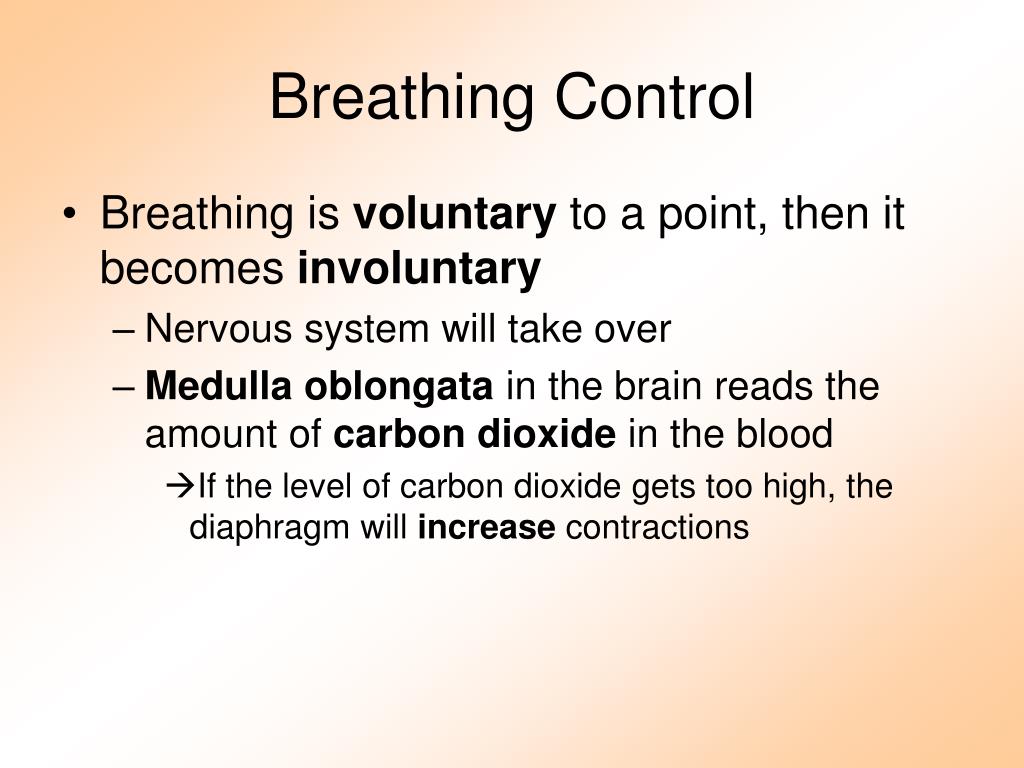 PPT - Respiratory System Experiment: Breathing & Gas Exchange ...