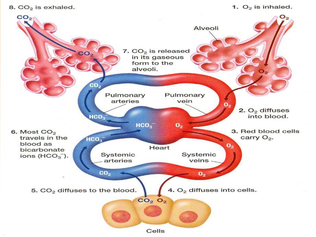 PPT - Respiratory System Experiment: Breathing & Gas Exchange ...