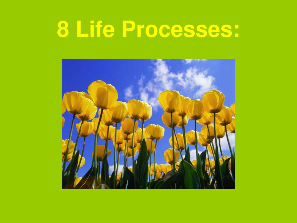 PPT - Characteristics of Life PowerPoint Presentation, free download ...