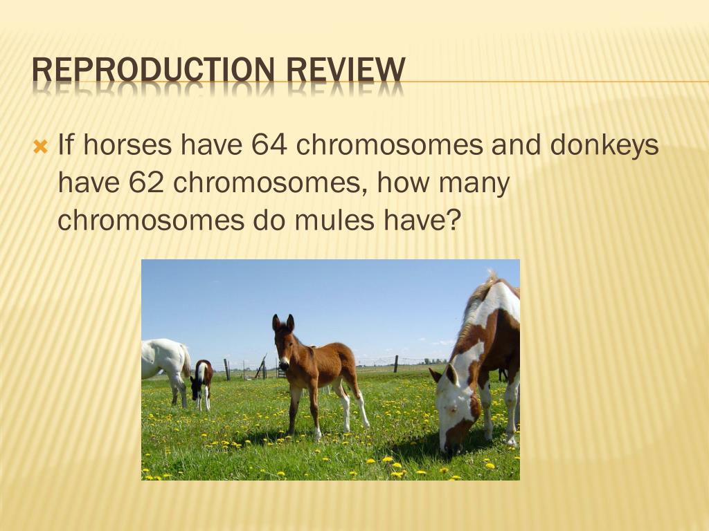 PPT - If you were a mule farmer, what would you need to breed more ...