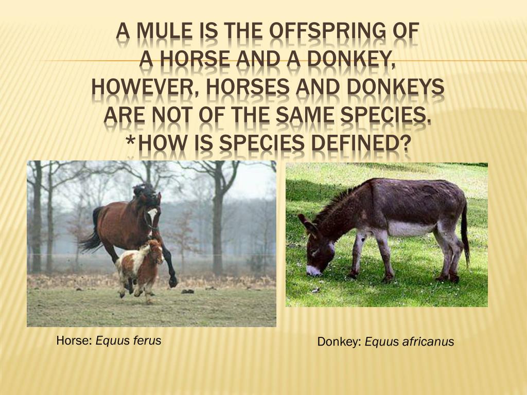 PPT - If you were a mule farmer, what would you need to breed more ...