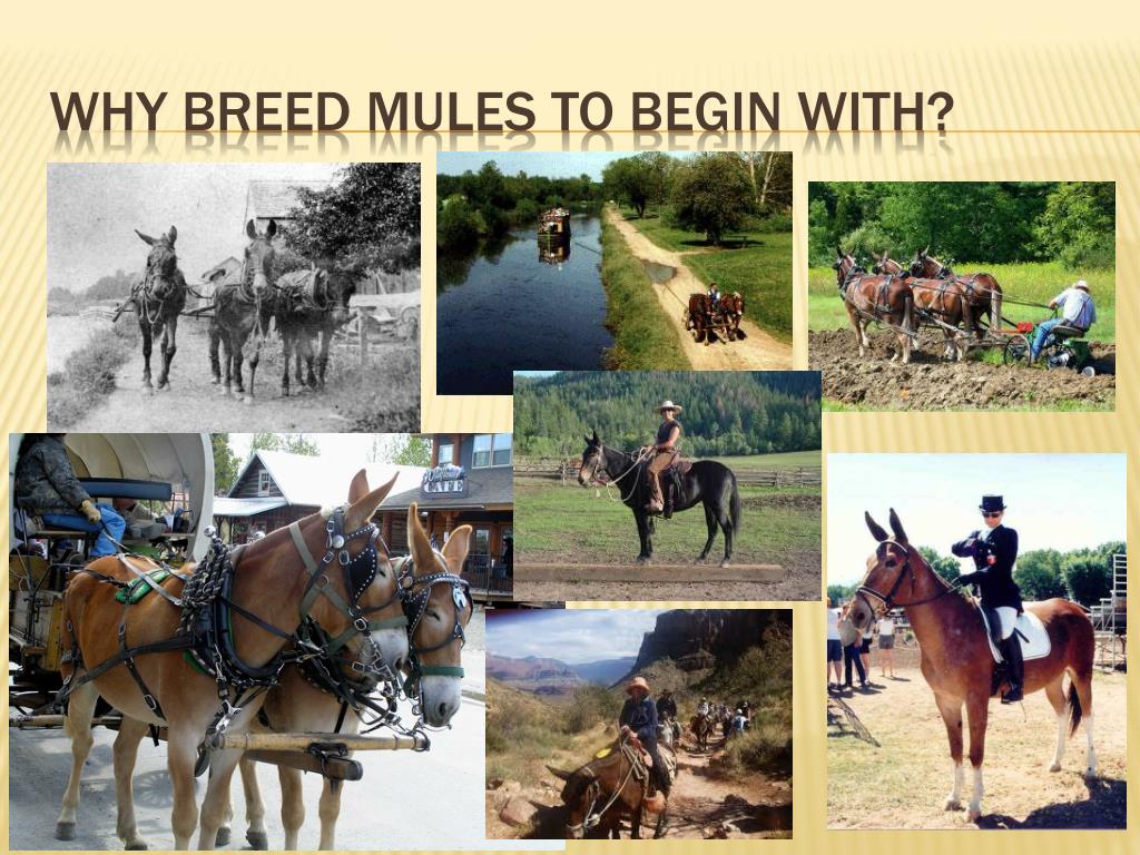 PPT - If you were a mule farmer, what would you need to breed more ...