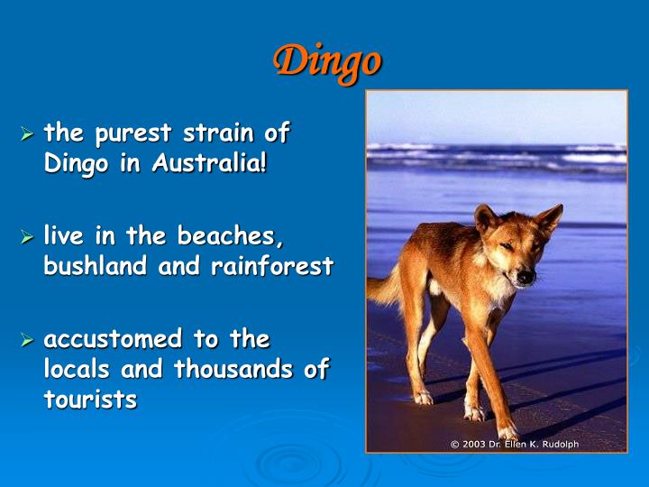 PPT - Fraser Island PowerPoint Presentation - ID:2747244