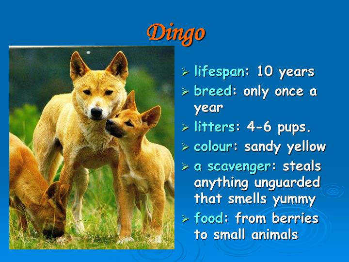 PPT - Fraser Island PowerPoint Presentation - ID:2747244