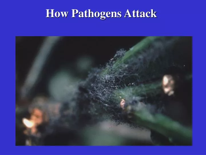 PPT - How Pathogens Attack PowerPoint Presentation, free download - ID ...